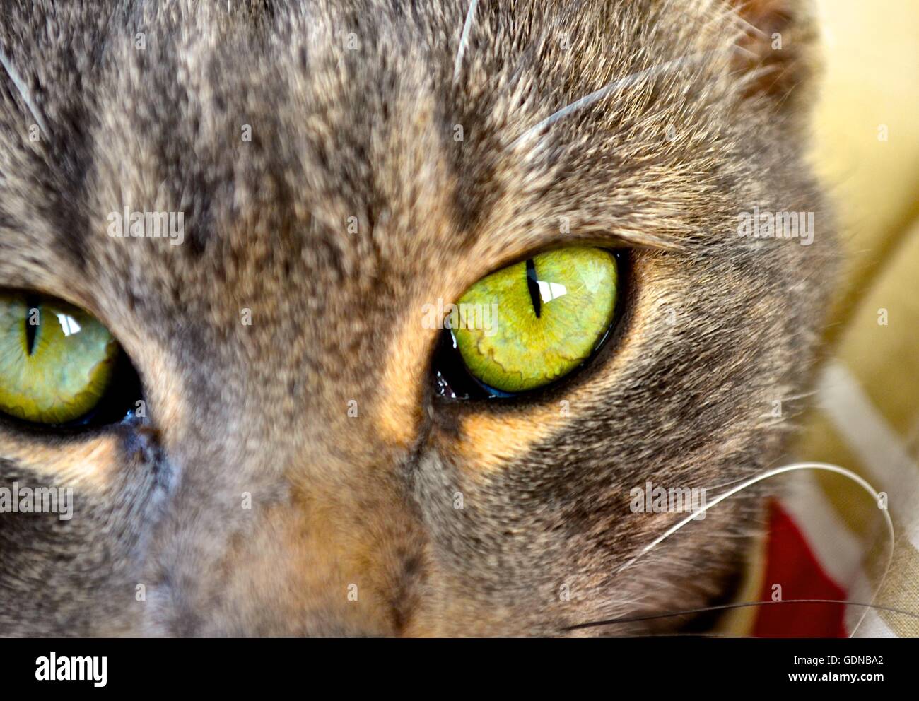 Captured cat hi-res stock photography and images - Alamy
