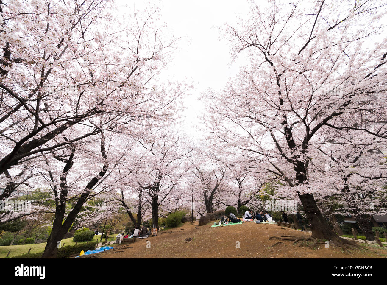 Cherry blossom, Sumida Park, Sumida-Ku,Tokyo,Japan Stock Photo - Alamy