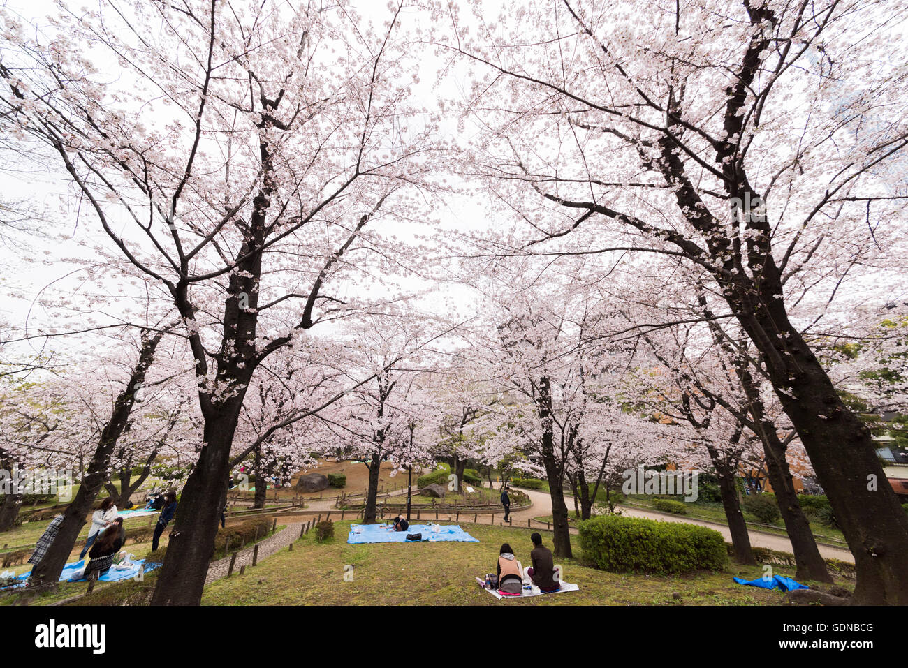 Cherry blossom, Sumida Park, Sumida-Ku,Tokyo,Japan Stock Photo - Alamy
