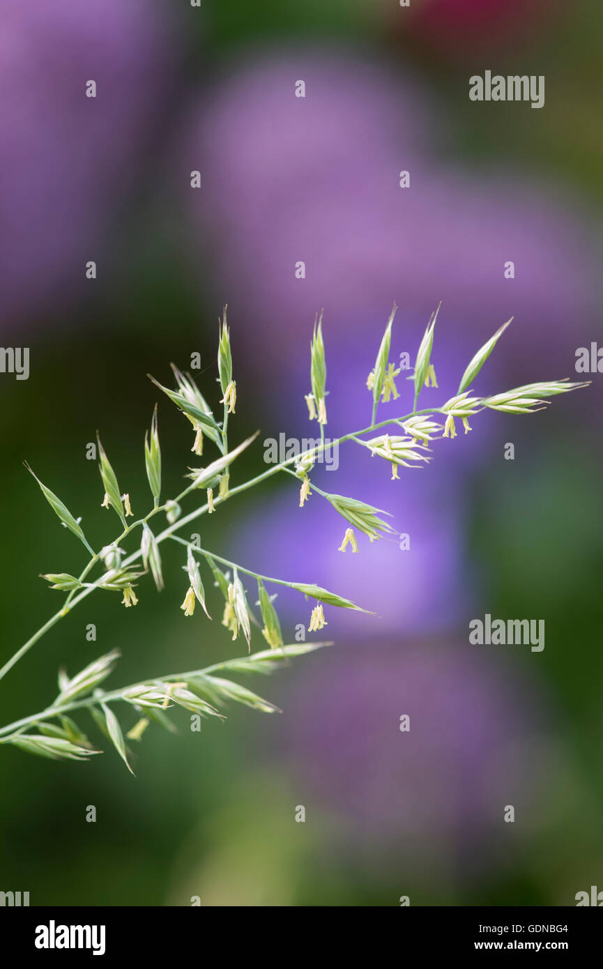 Festuca glauca hi-res stock photography and images - Alamy