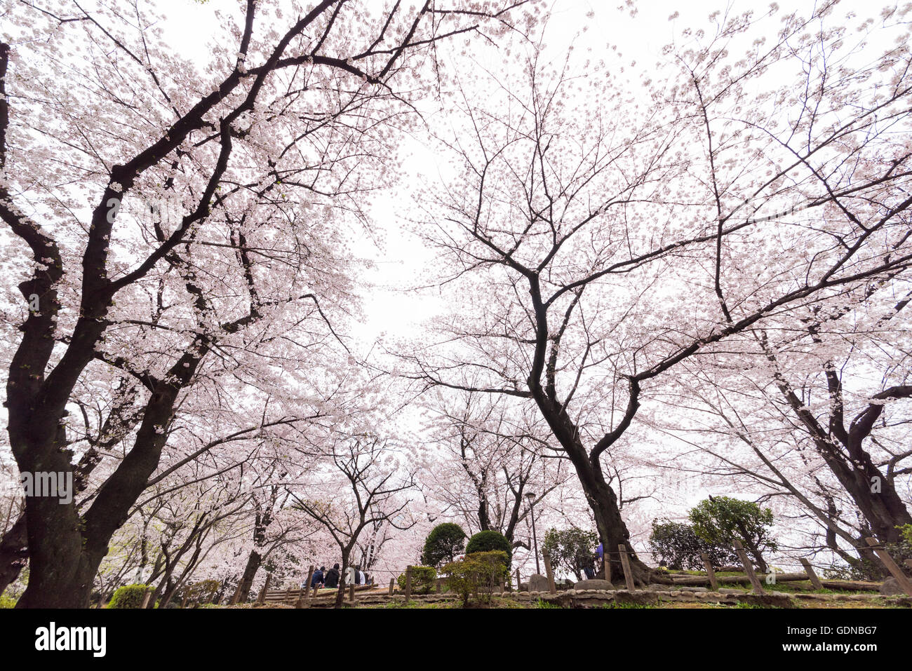 Cherry blossom, Sumida Park, Sumida-Ku,Tokyo,Japan Stock Photo - Alamy