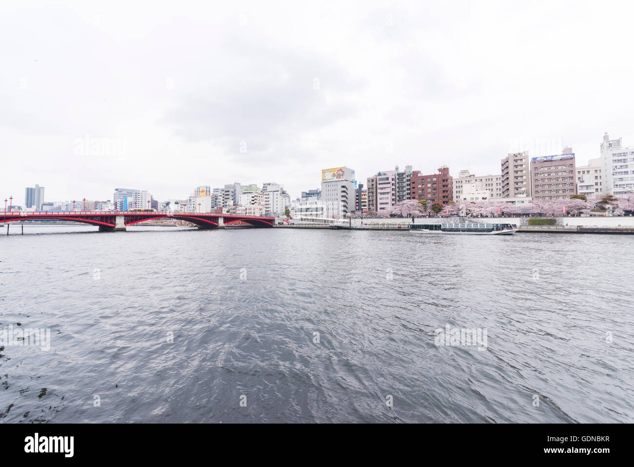 Cherry blossom,around Asakusa, Sumida River,Tokyo,Japan Stock Photo - Alamy