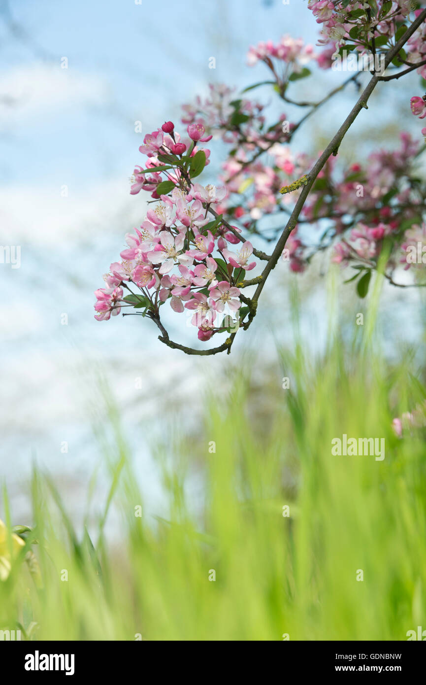 Flowering crabapple trees hi-res stock photography and images - Alamy