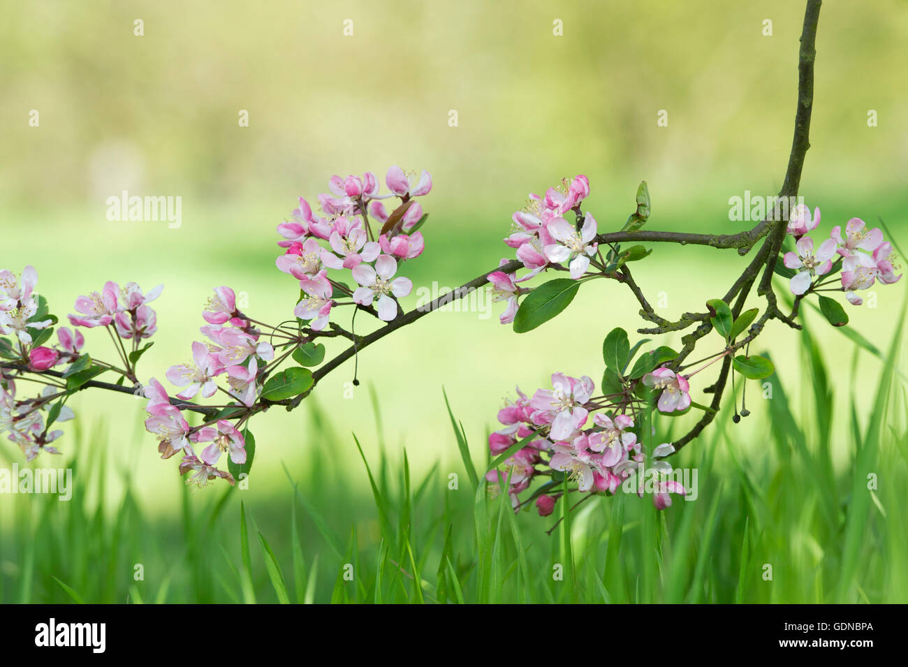 Malus x micromalus. Kaido crabapple blossom in spring Stock Photo - Alamy