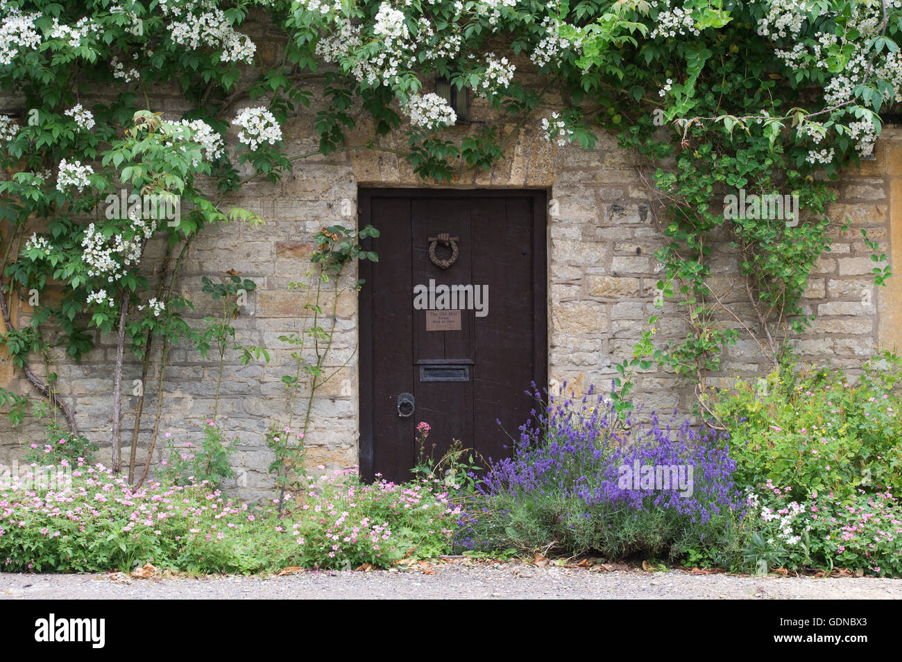 Flowering plants on the front of a cottage. Upper Swell, Cotswolds ...