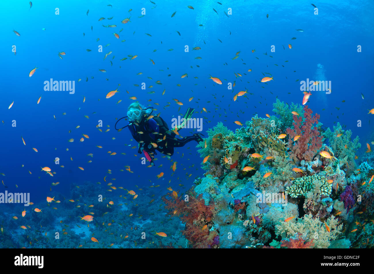 Female scuba diver with a school of Longspine anthias (Pseudanthias ...