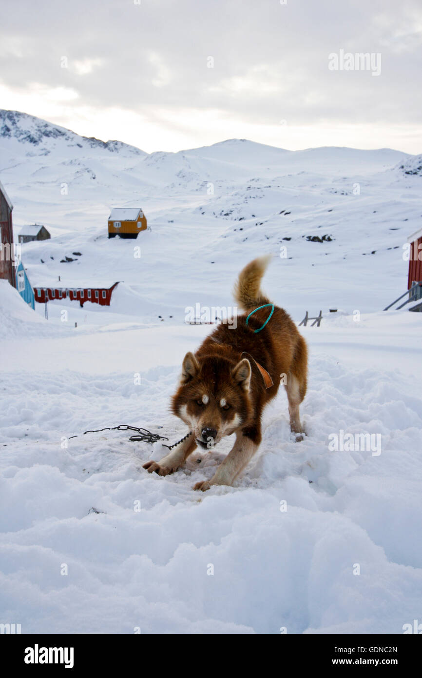 Kulusuk greenland winter houses hi-res stock photography and images - Alamy