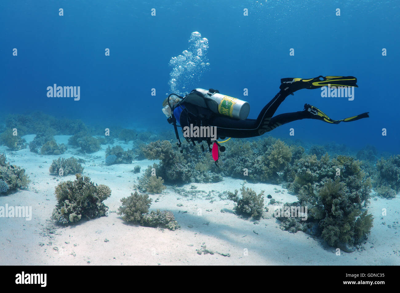 Male Scuba diver looking at the plumbings on the Wreck of Yolanda ...