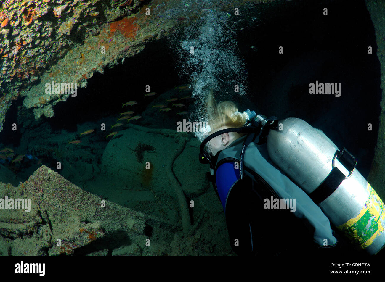 Female scuba diver at school of Yellowfin goatfish (Mulloidichthys ...