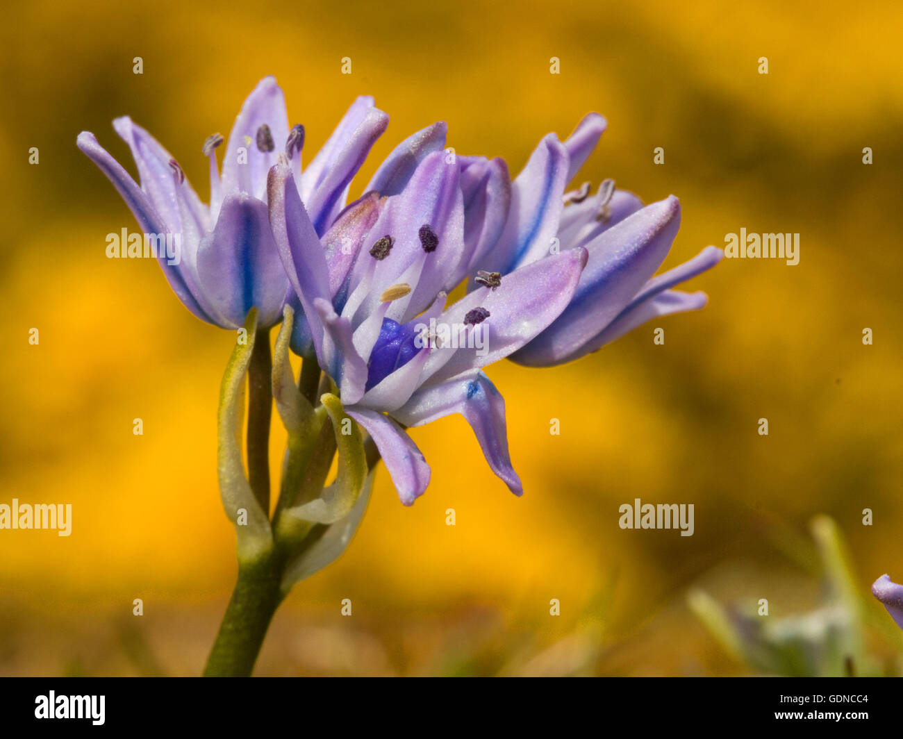 Spring Squill, perennial wildflower of dry grassland near the sea Stock ...