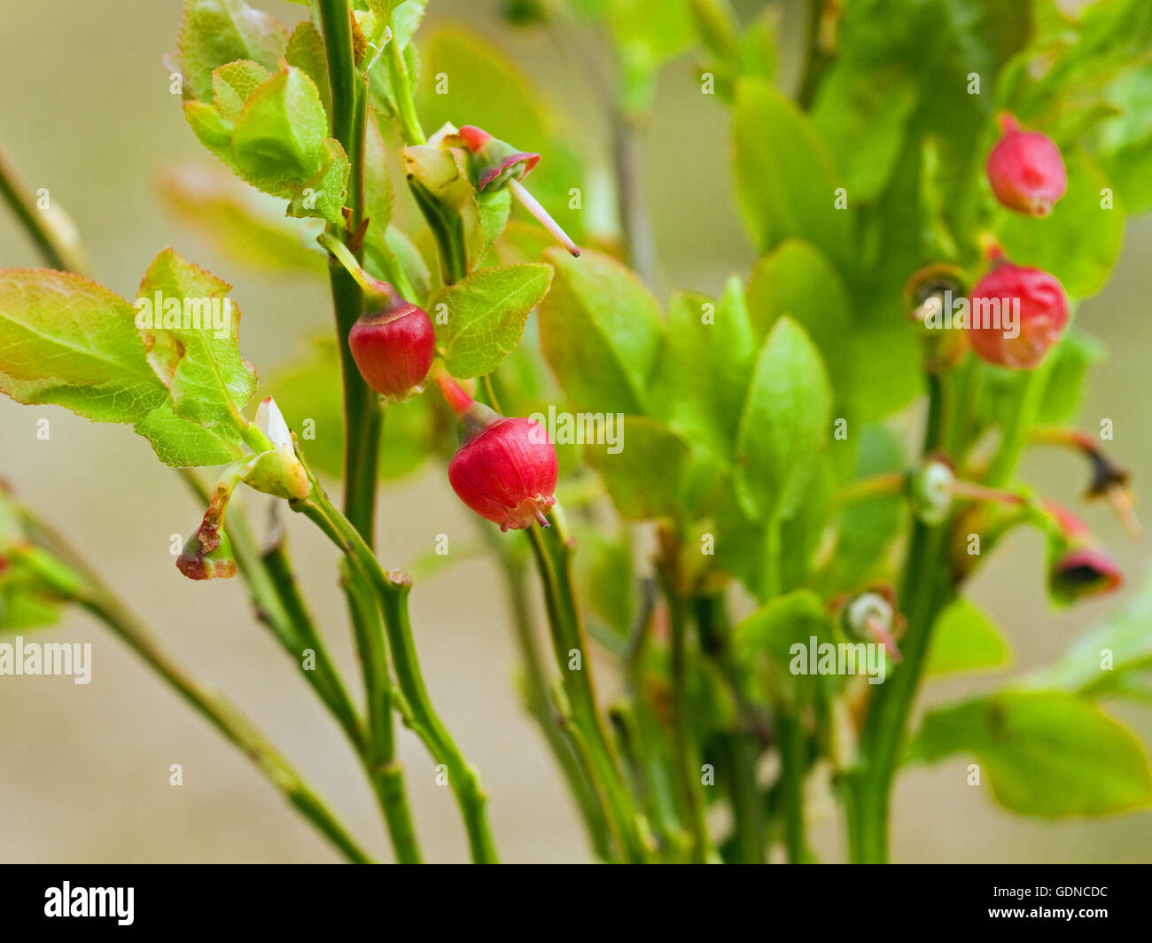 Bilberry with unripened fruit Stock Photo - Alamy