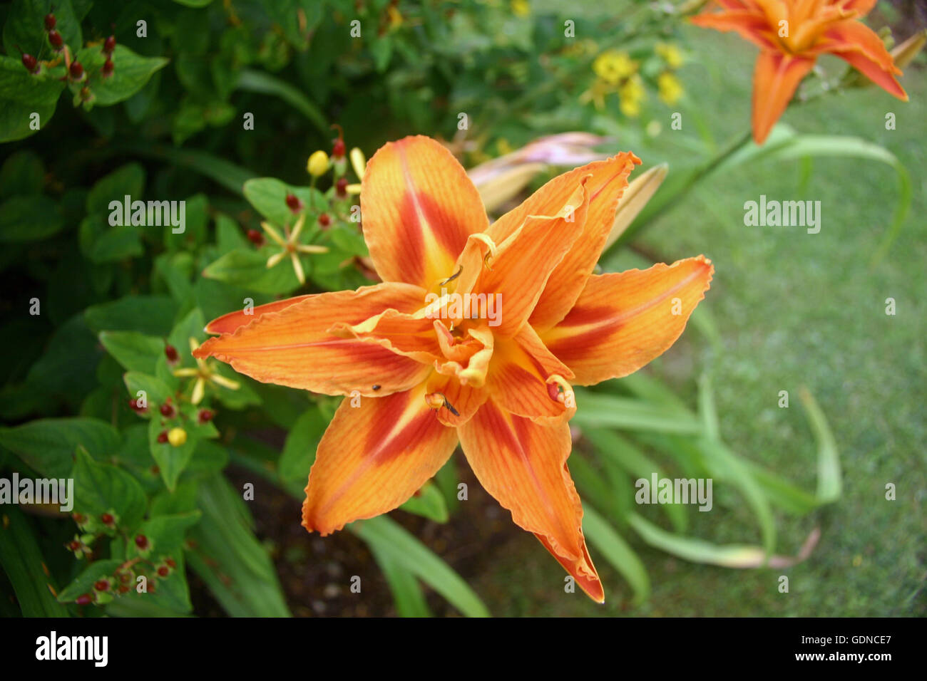 Hemerocallis fulva hi-res stock photography and images - Alamy