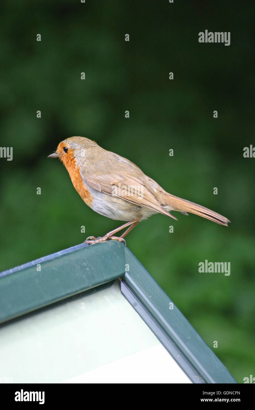 Metal robin hi-res stock photography and images - Alamy