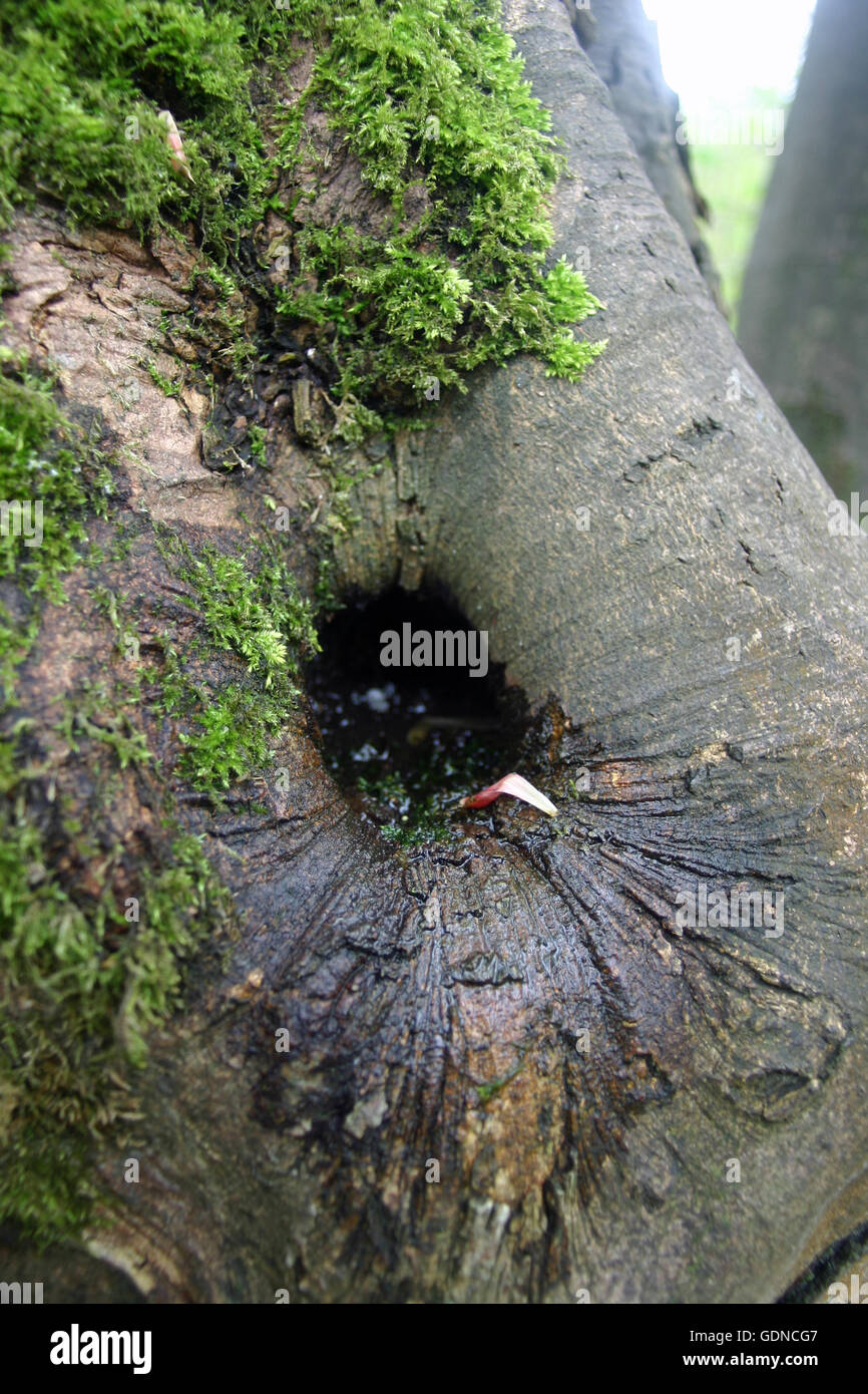 Tree rot hi-res stock photography and images - Alamy