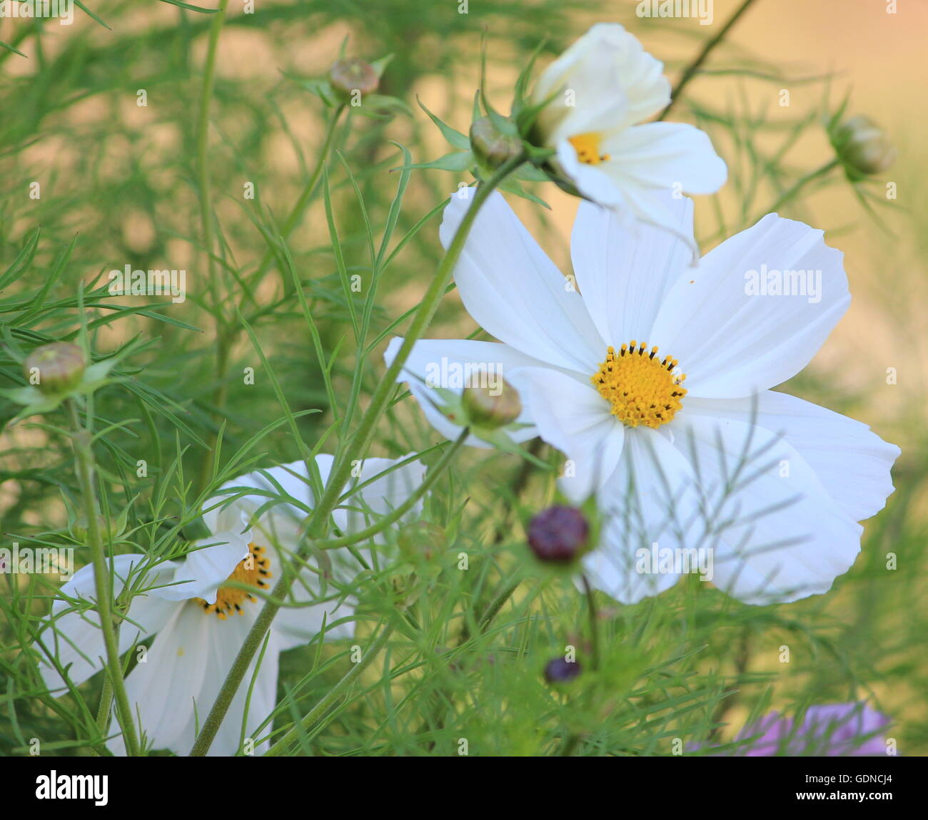 white cosmos flower Stock Photo - Alamy