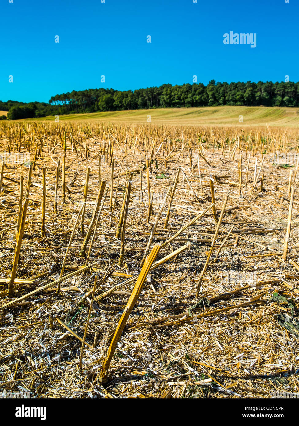 Field of stalks after after maize harvest - France Stock Photo - Alamy
