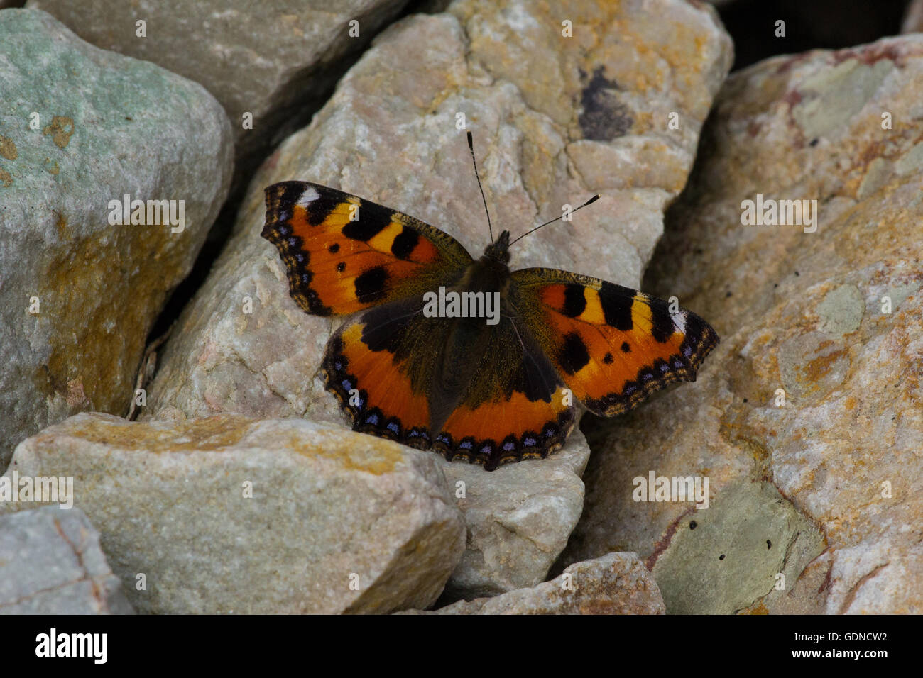 Beautiful lepidoptera hi-res stock photography and images - Alamy