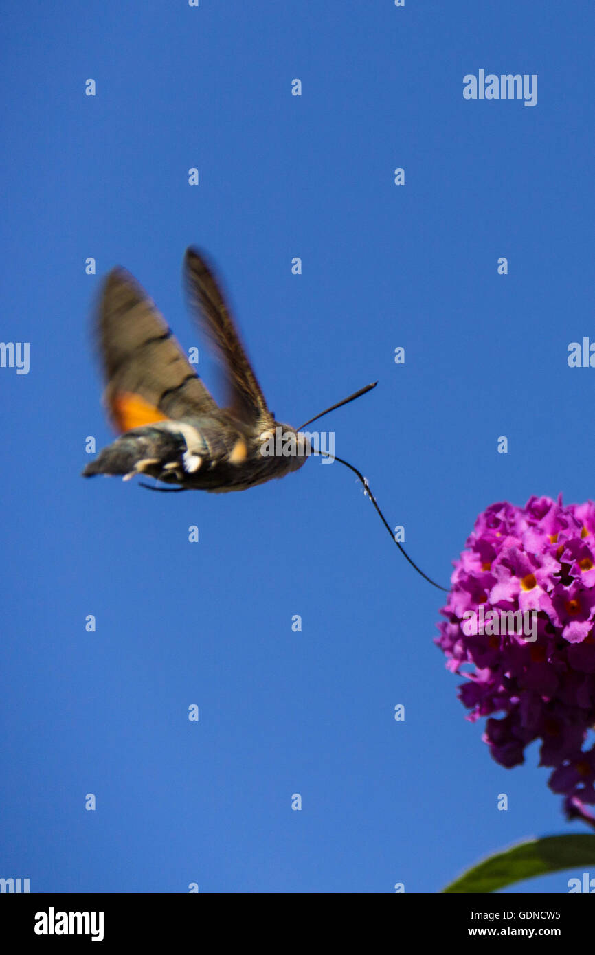 Hummingbird hawk moth closeup hi-res stock photography and images - Alamy