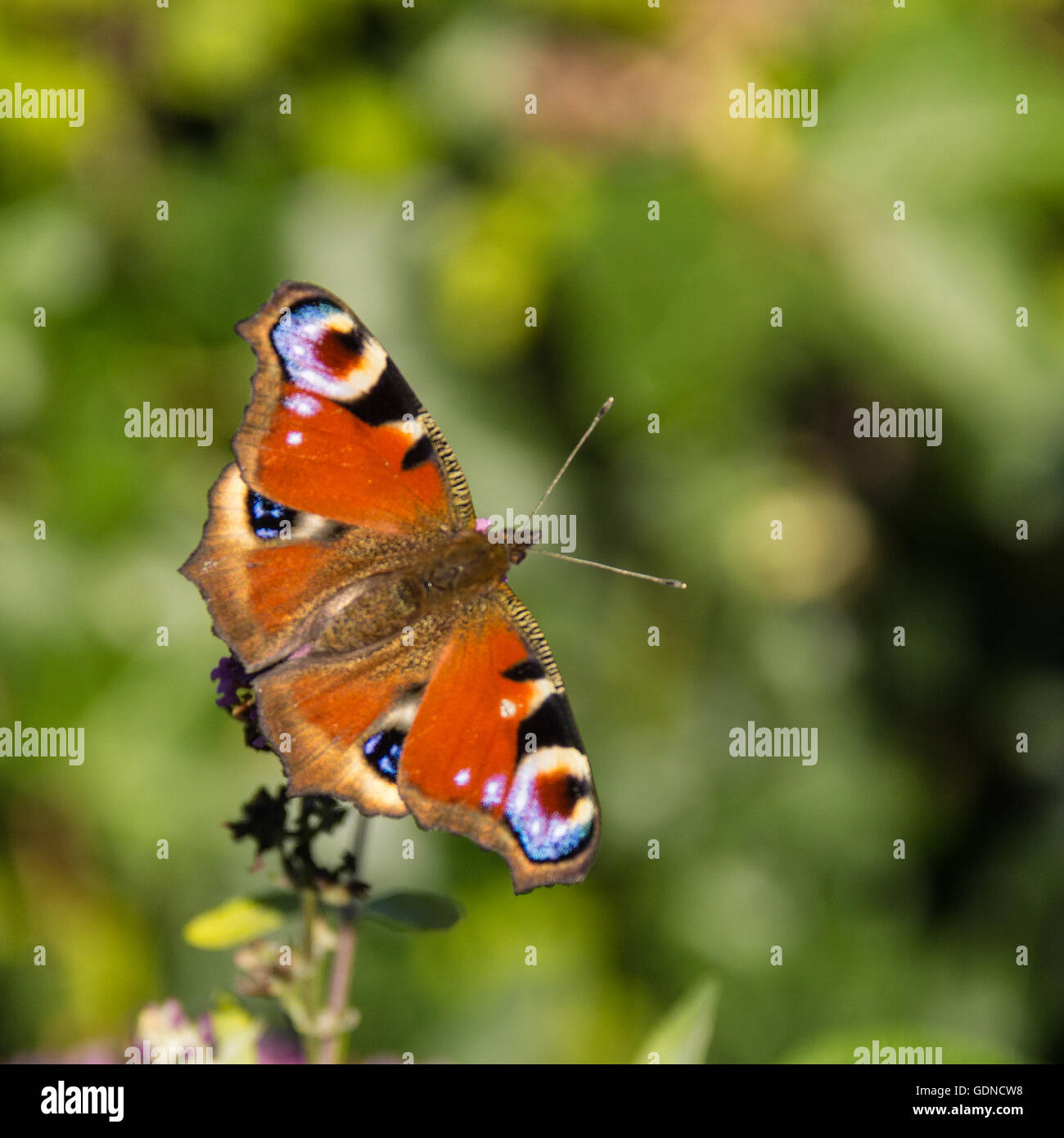 Day peacock butterfly hi-res stock photography and images - Alamy