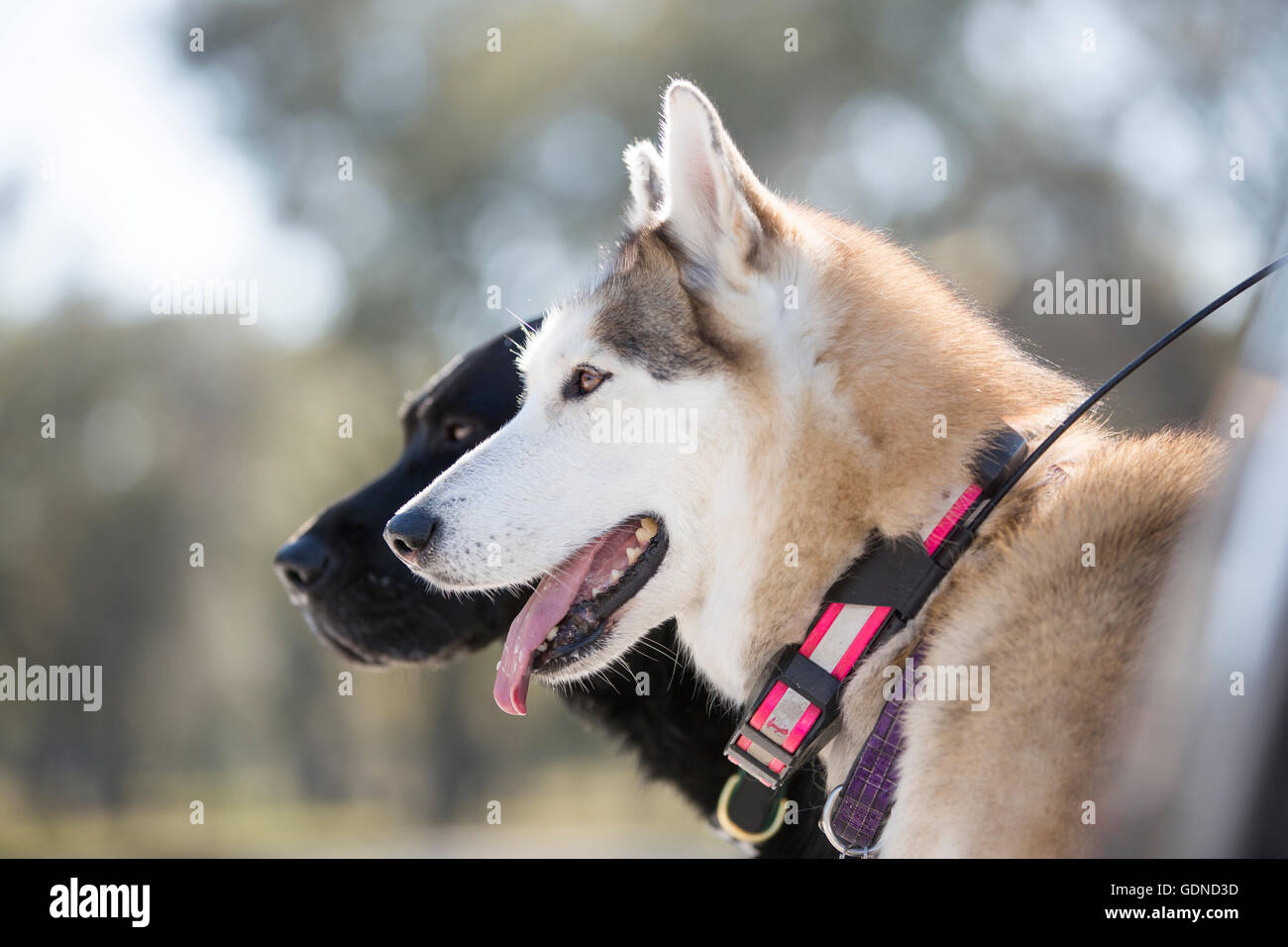 Yellow Lab Siberian Husky Mix