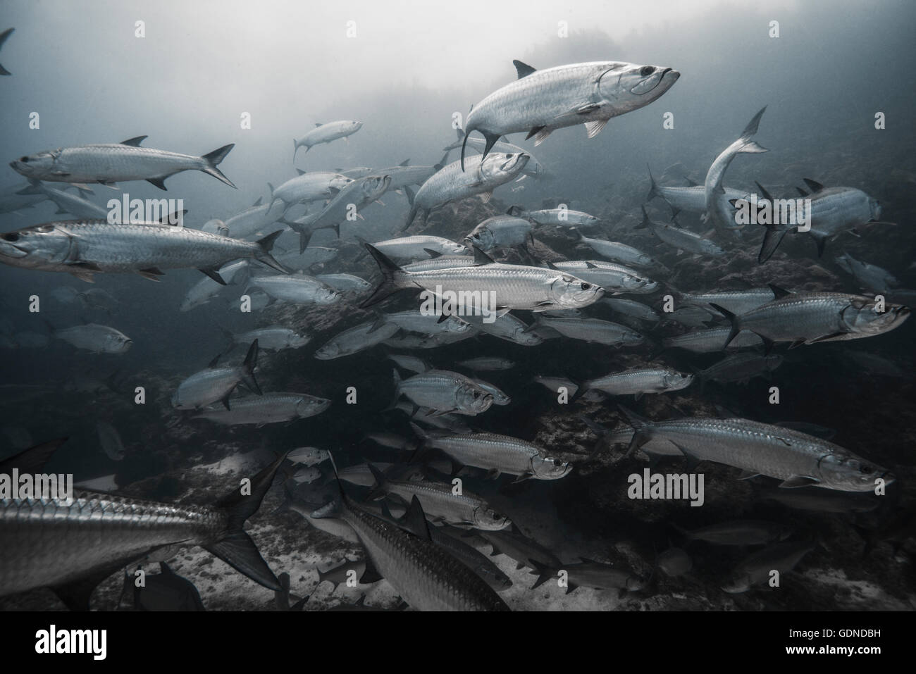 Large tarpon (Megalops atlanticus) gather around reefs, Xcalak ...