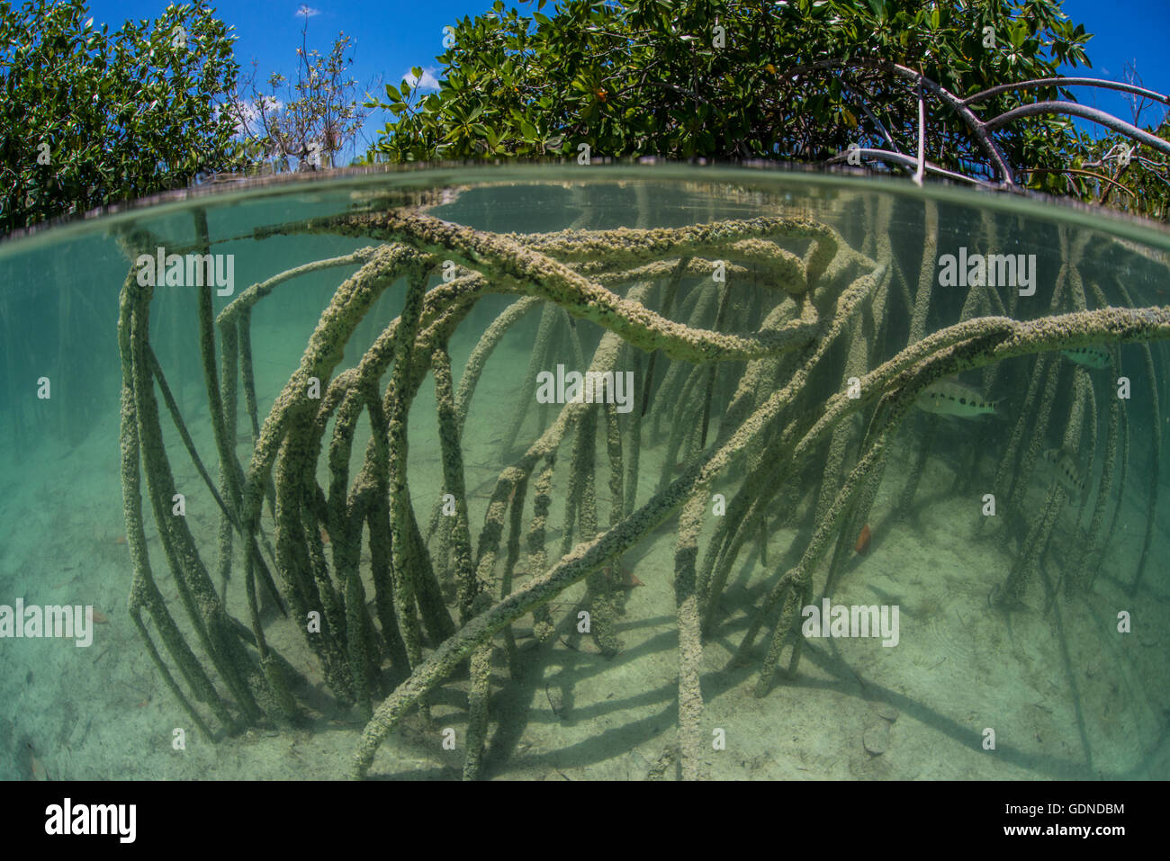 Underwater view of mangrove forest, Sian Kaan biosphere reserve ...