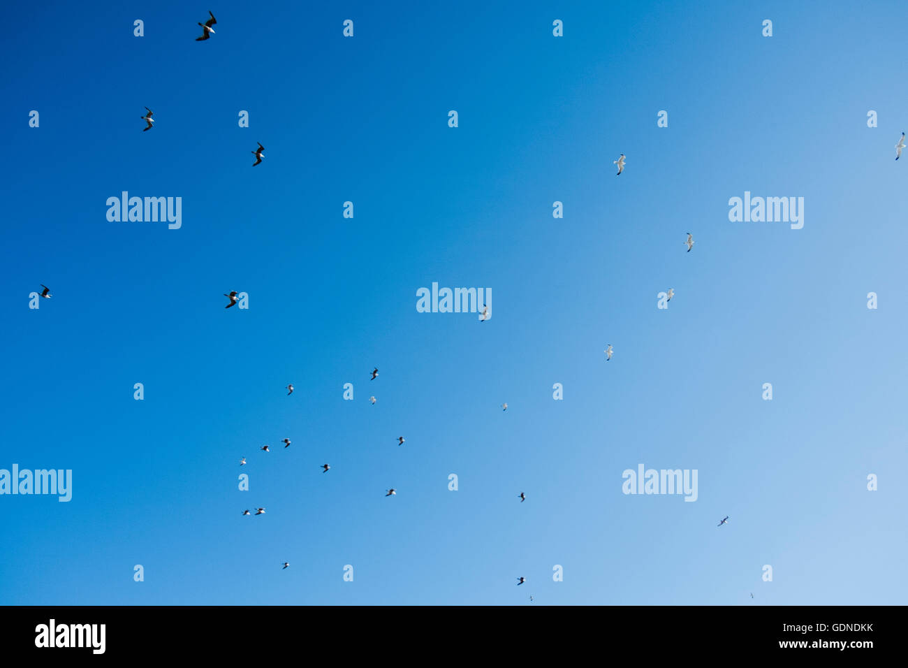 Birds flock california hi-res stock photography and images - Alamy