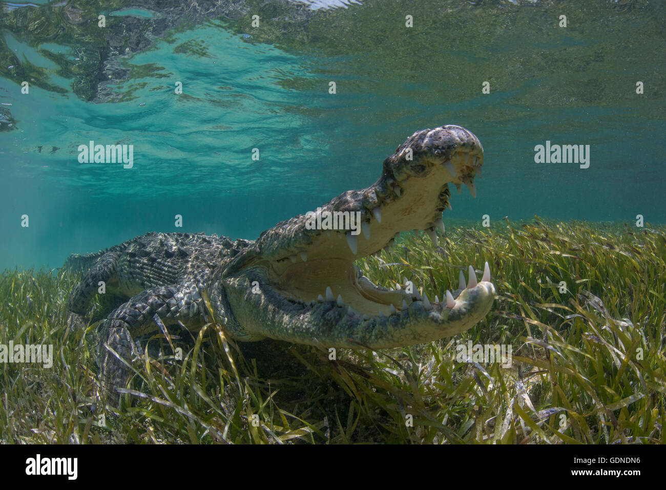 Underwater view of American crocodile in shallow waters of Chinchorro ...
