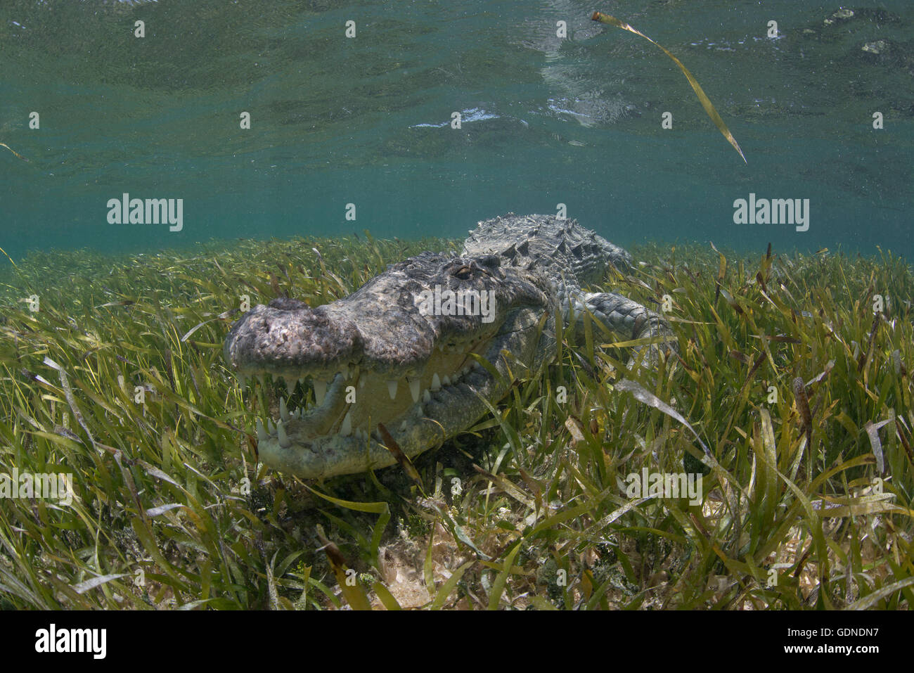 Underwater view of American crocodile in shallow waters of Chinchorro ...