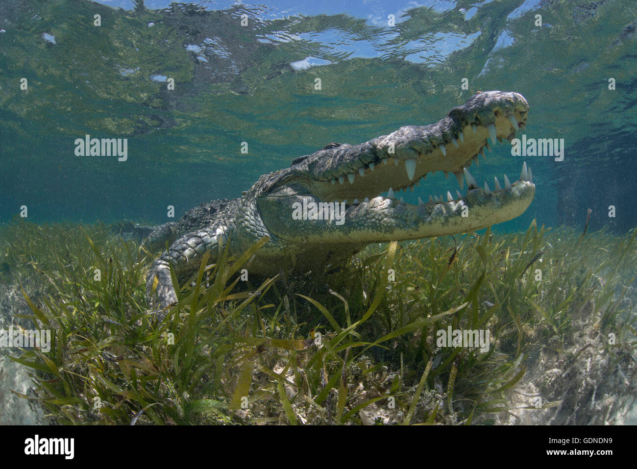 Underwater view of American crocodile in shallow waters of Chinchorro ...