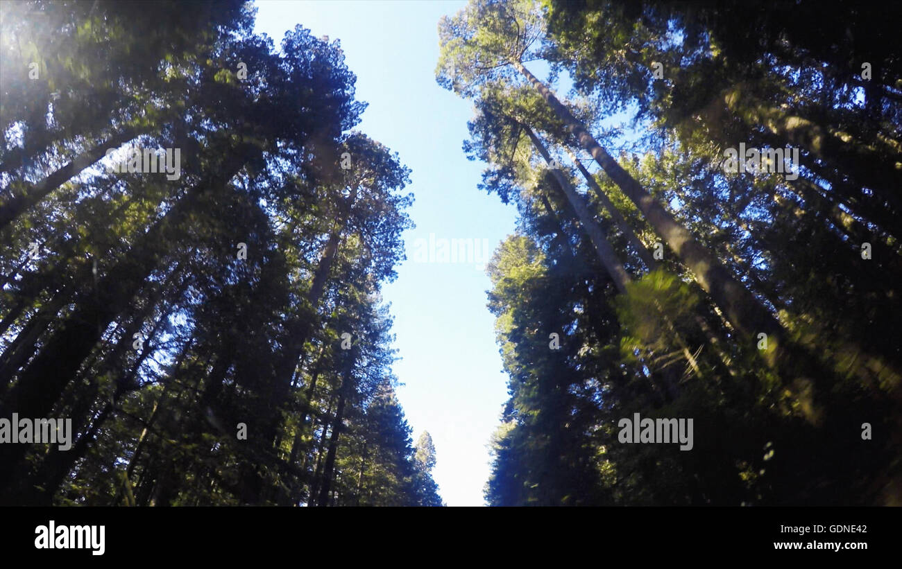 Forest sky treetops hi-res stock photography and images - Alamy