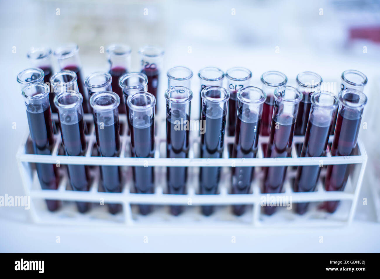 Rack of test tubes filled with liquid, close-up Stock Photo - Alamy