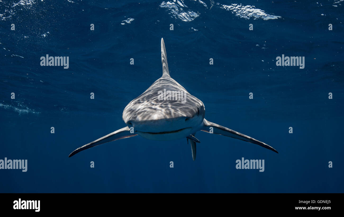 Sandbar shark looking at camera Stock Photo - Alamy
