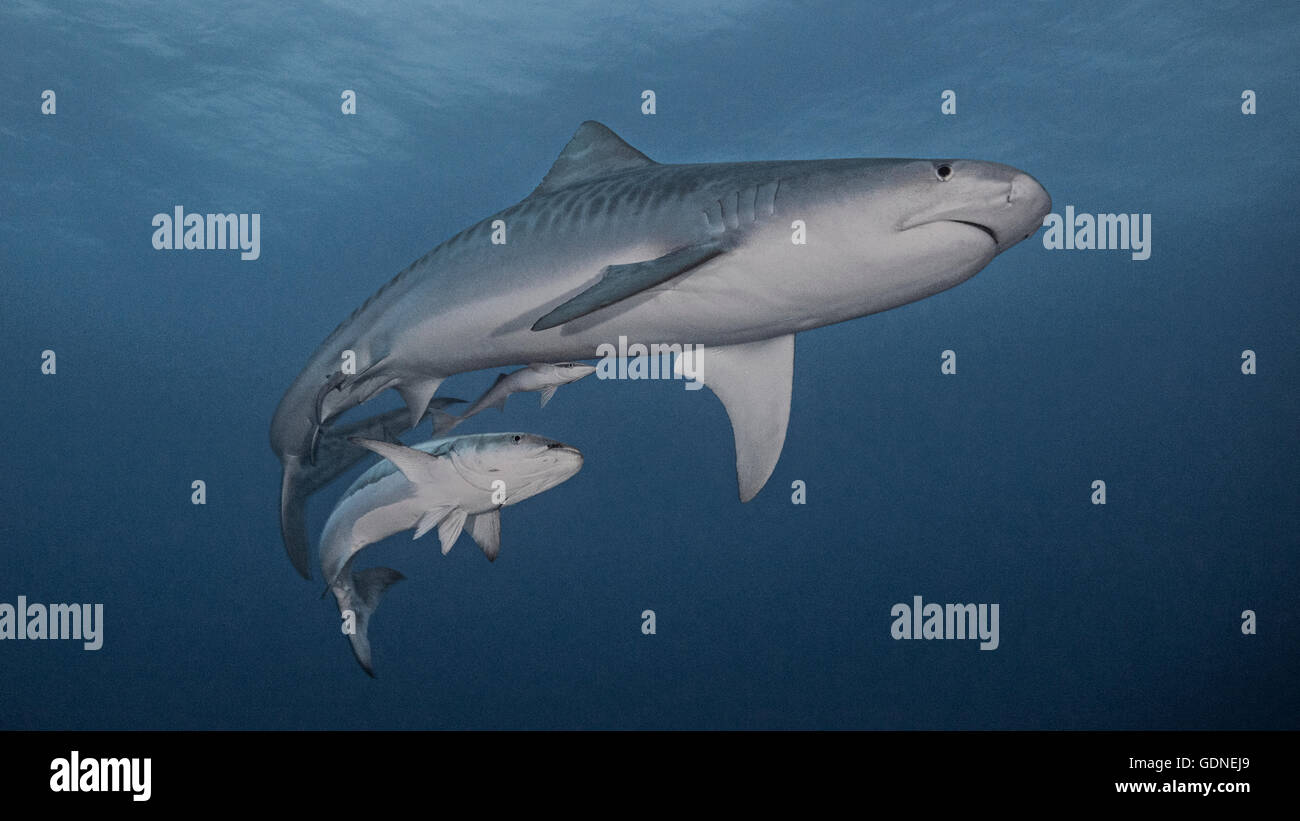 Cobia fish hi-res stock photography and images - Alamy