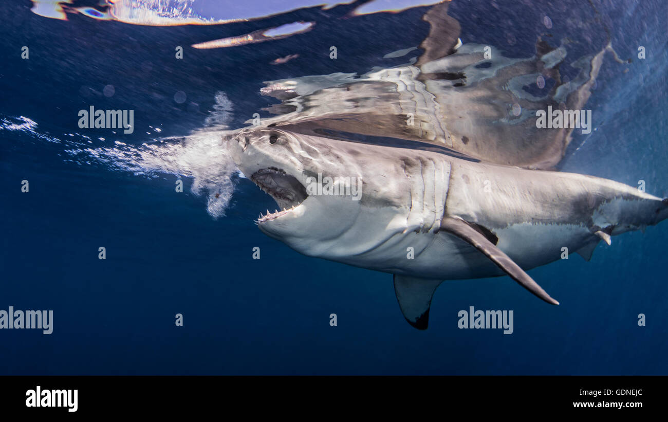 Great white shark near surface hi-res stock photography and images - Alamy