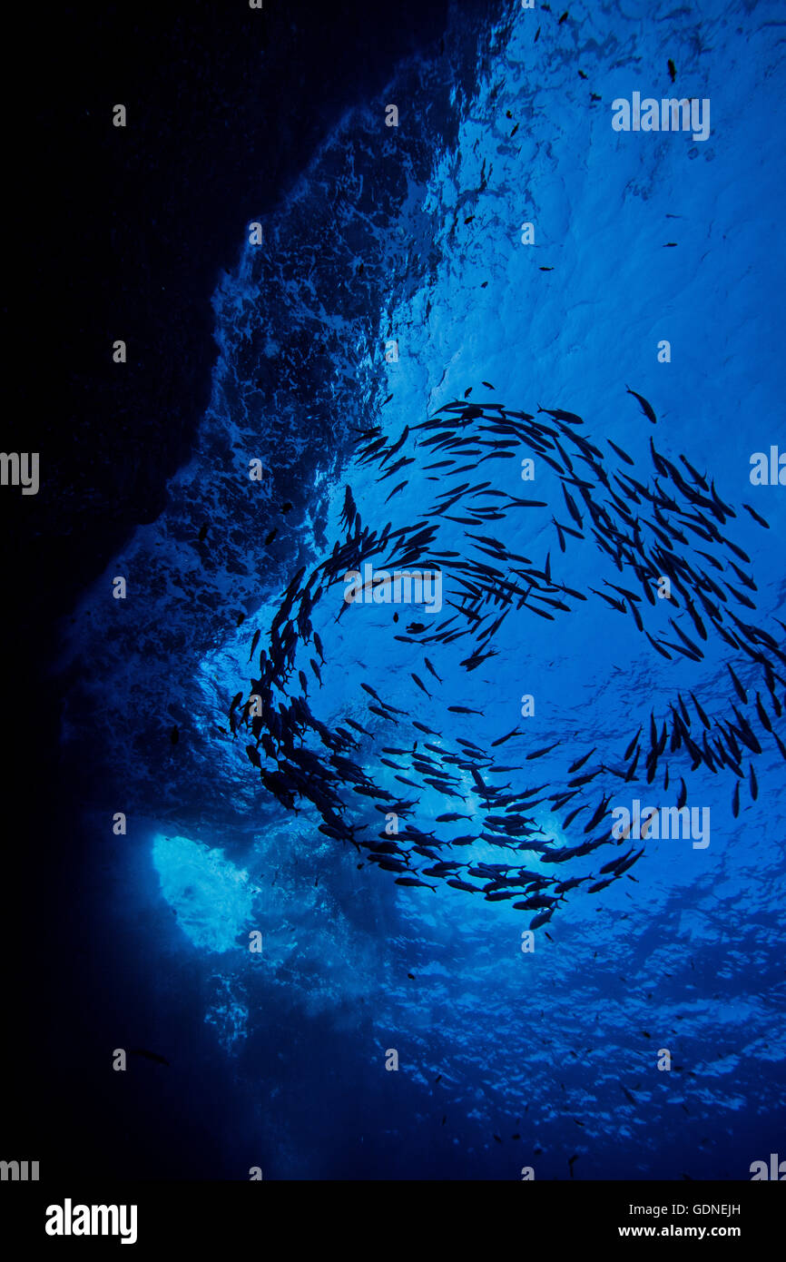 View from below of school of jack fish Stock Photo - Alamy