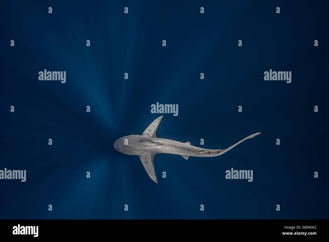 Overhead view of sandbar shark Stock Photo - Alamy