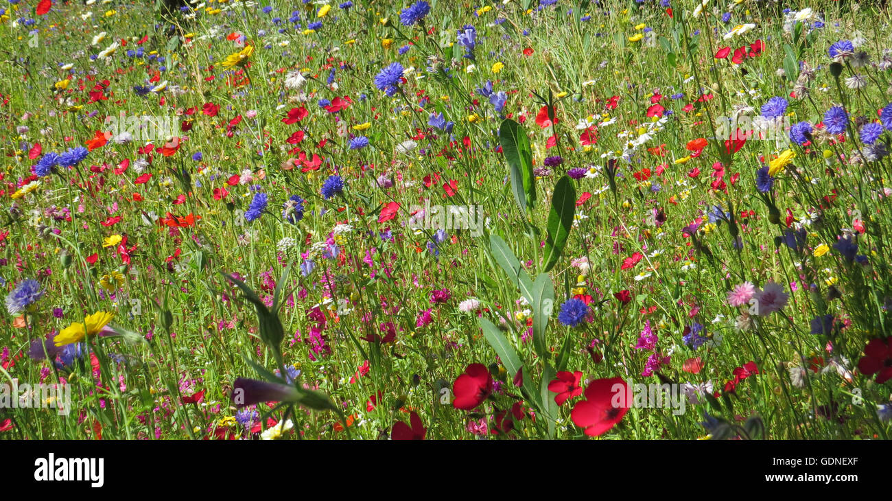 MEADOW MIX OF WILD AND CULTIVATED FLOWERS. Photo Tony Gale Stock Photo ...