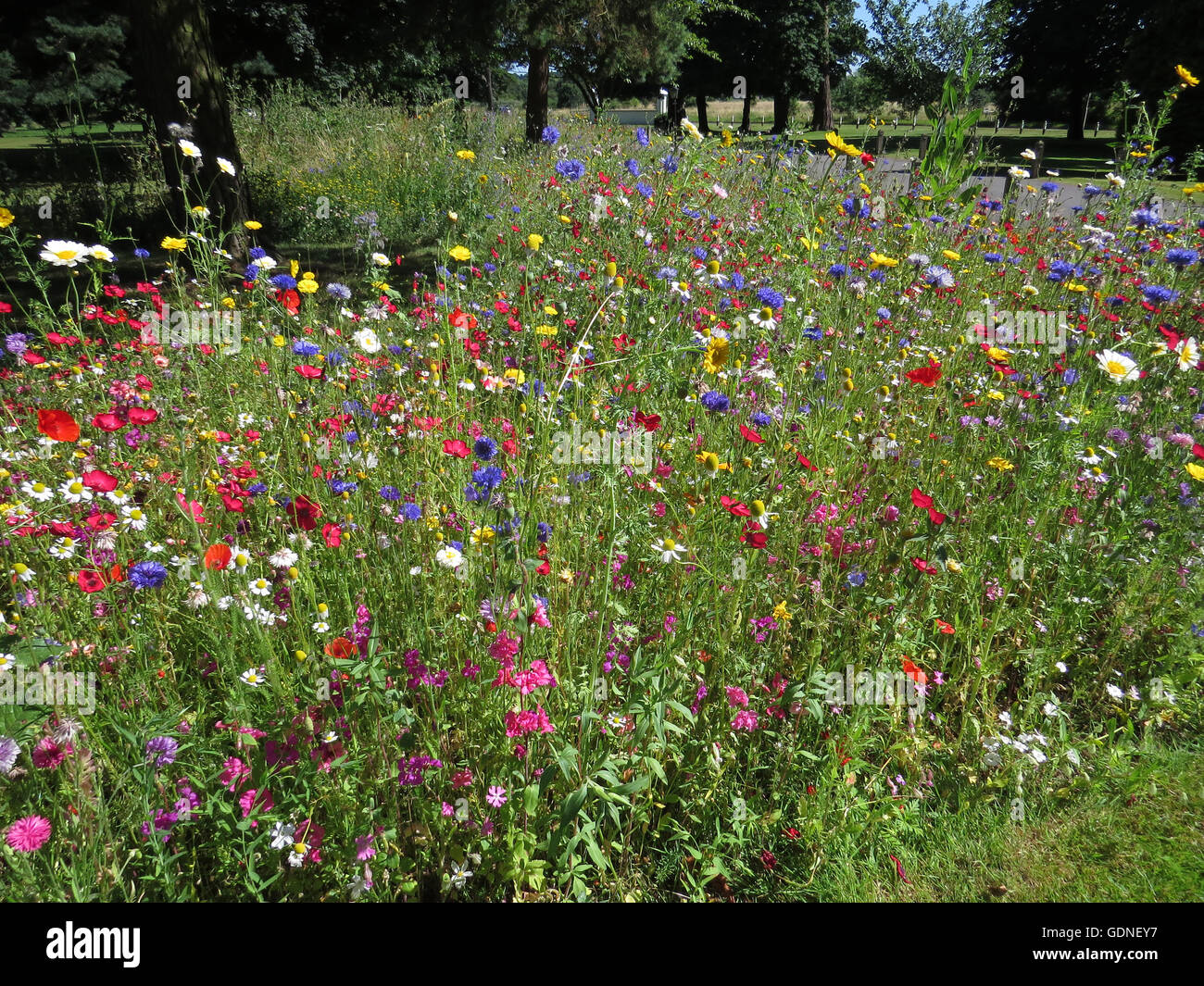 Cultivated wild hi-res stock photography and images - Alamy