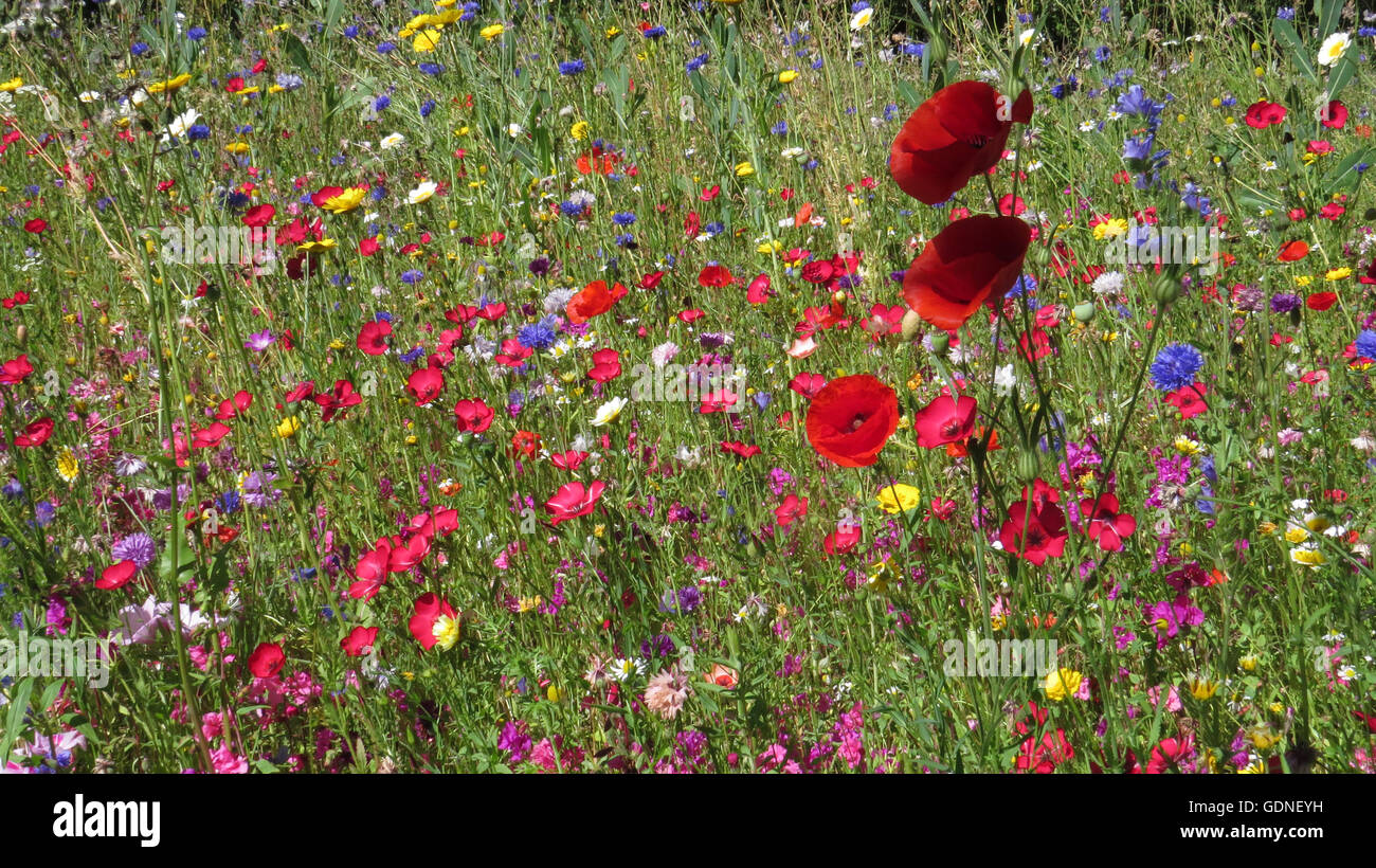 MEADOW SCENE Photo Tony Gale Stock Photo - Alamy