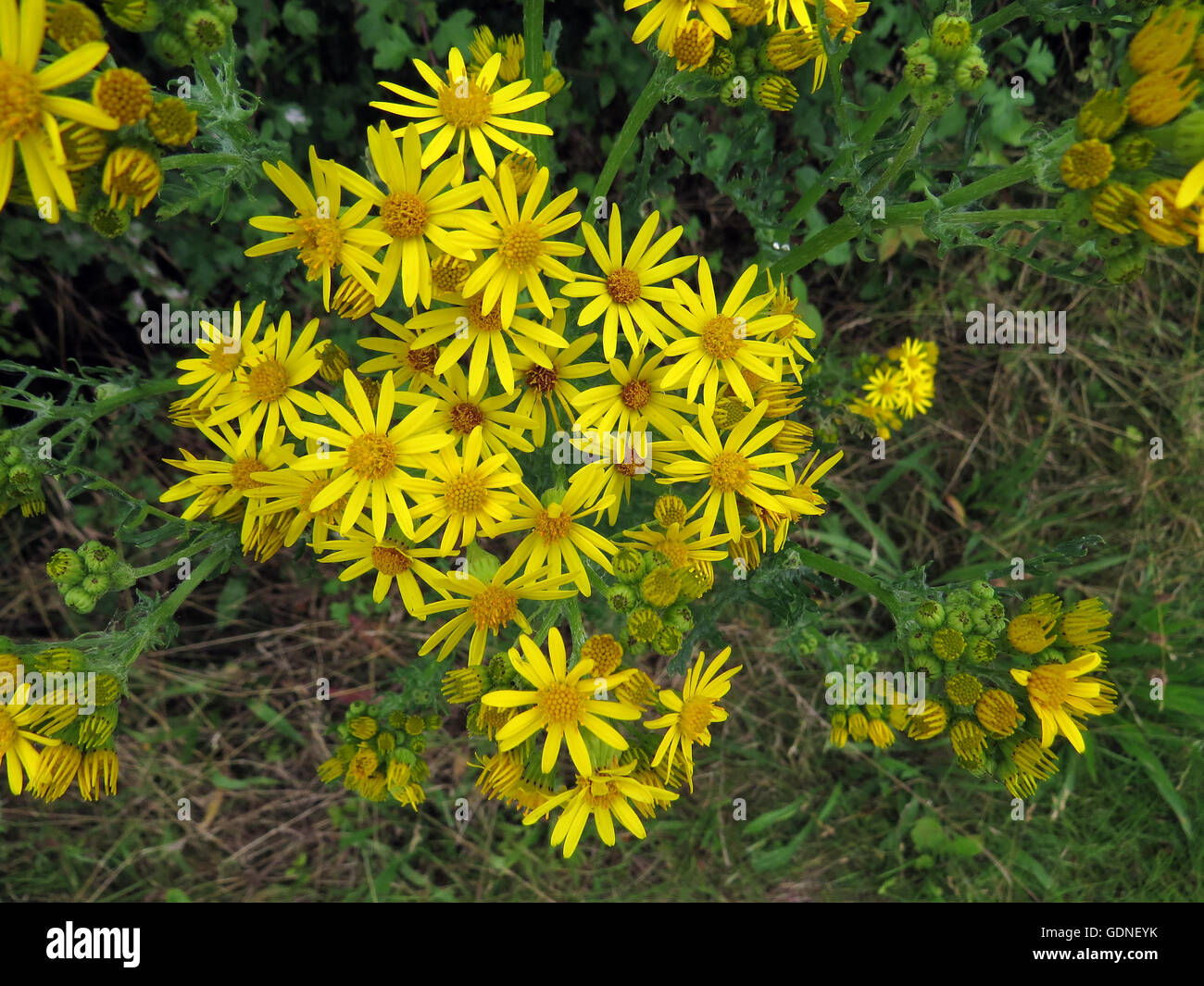 RAGWORT Senecio jacobaea Photo Tony Gale Stock Photo - Alamy