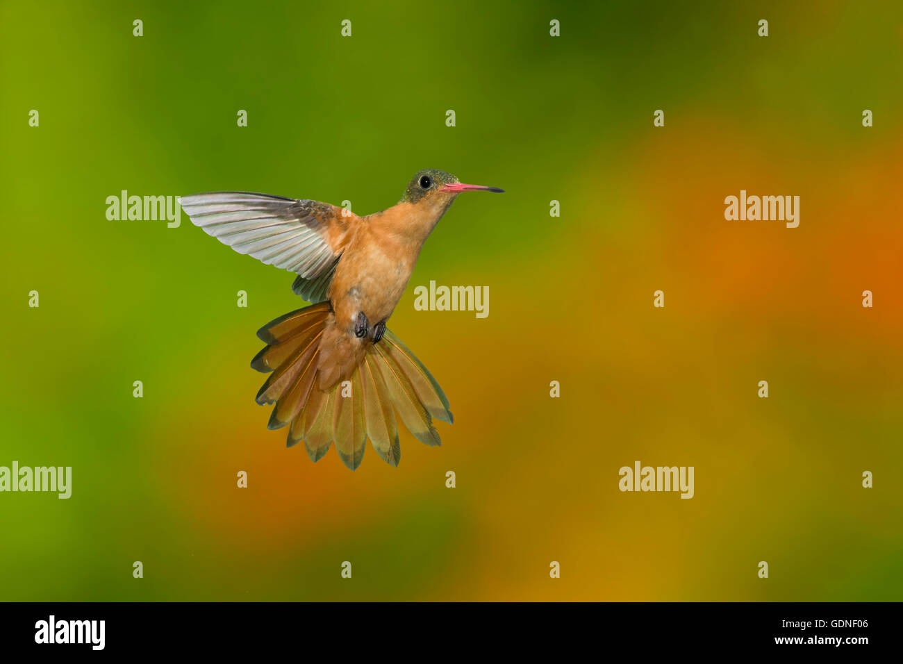 Cinnamon Hummingbird Amazilia rutila rutila Puerto Vallarta, Jalisco ...