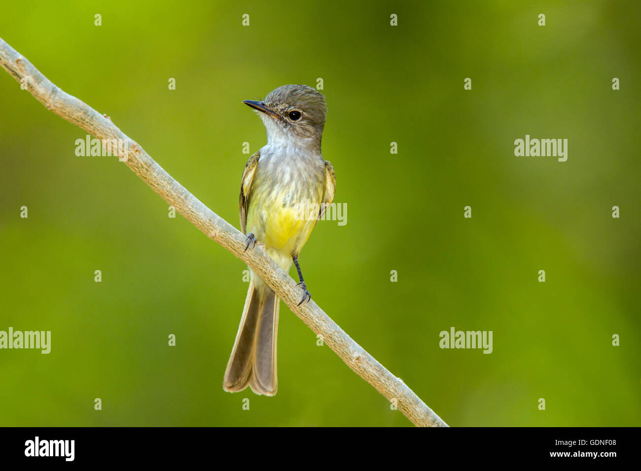 Flammulatus hi-res stock photography and images - Alamy