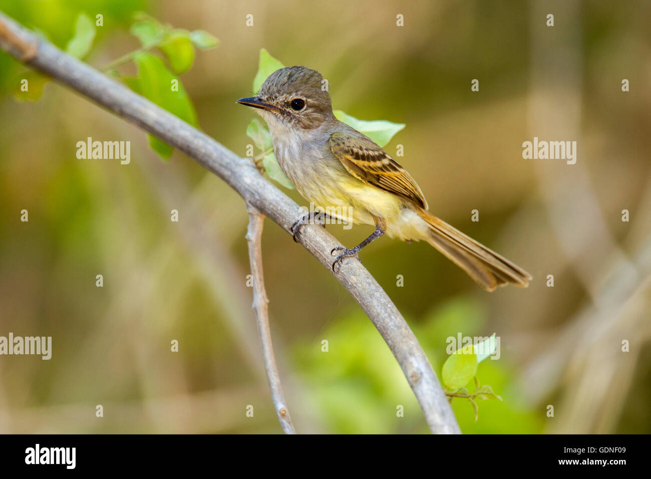 Flammulatus hi-res stock photography and images - Alamy
