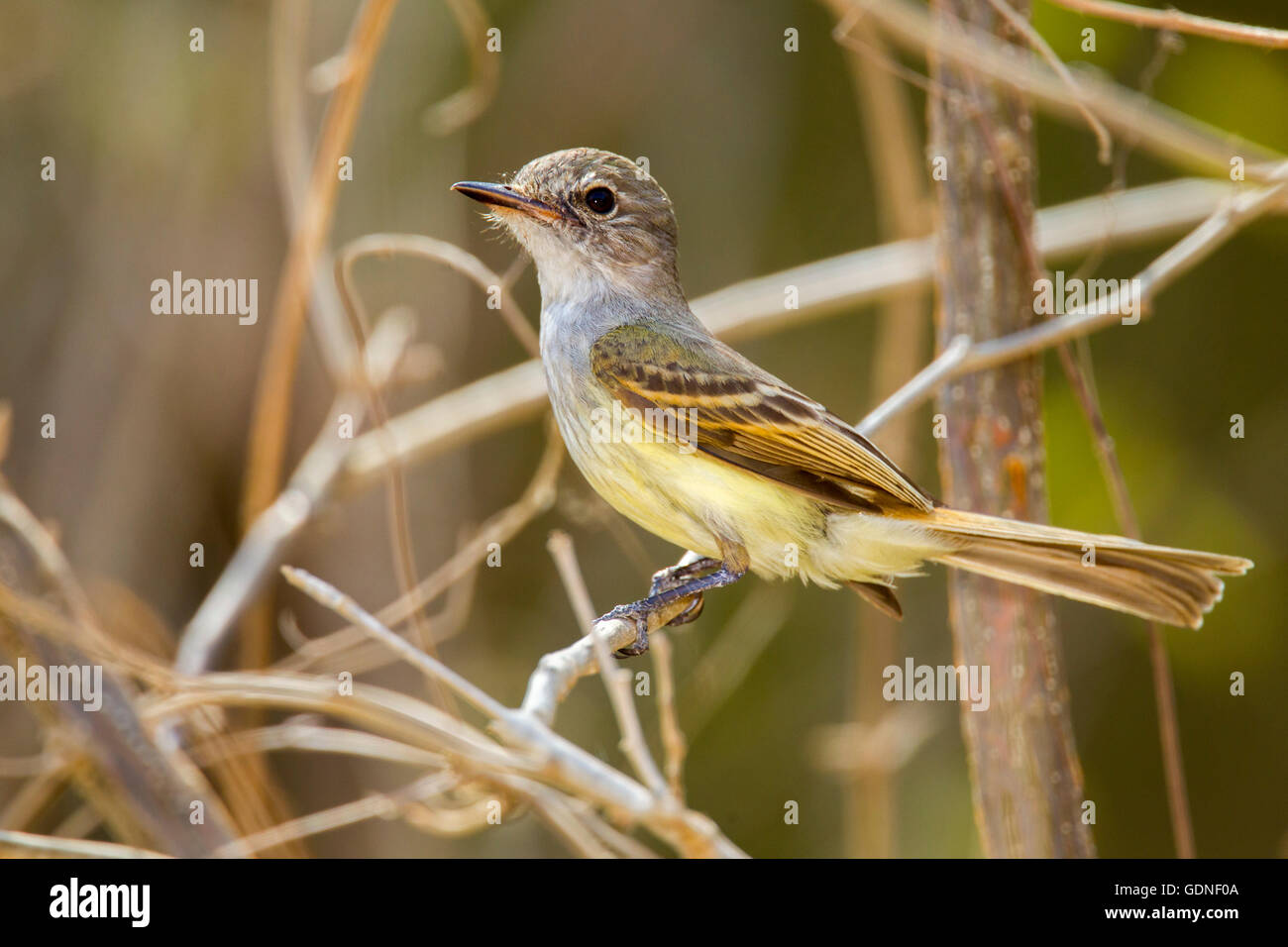 Tropical bird species hi-res stock photography and images - Alamy