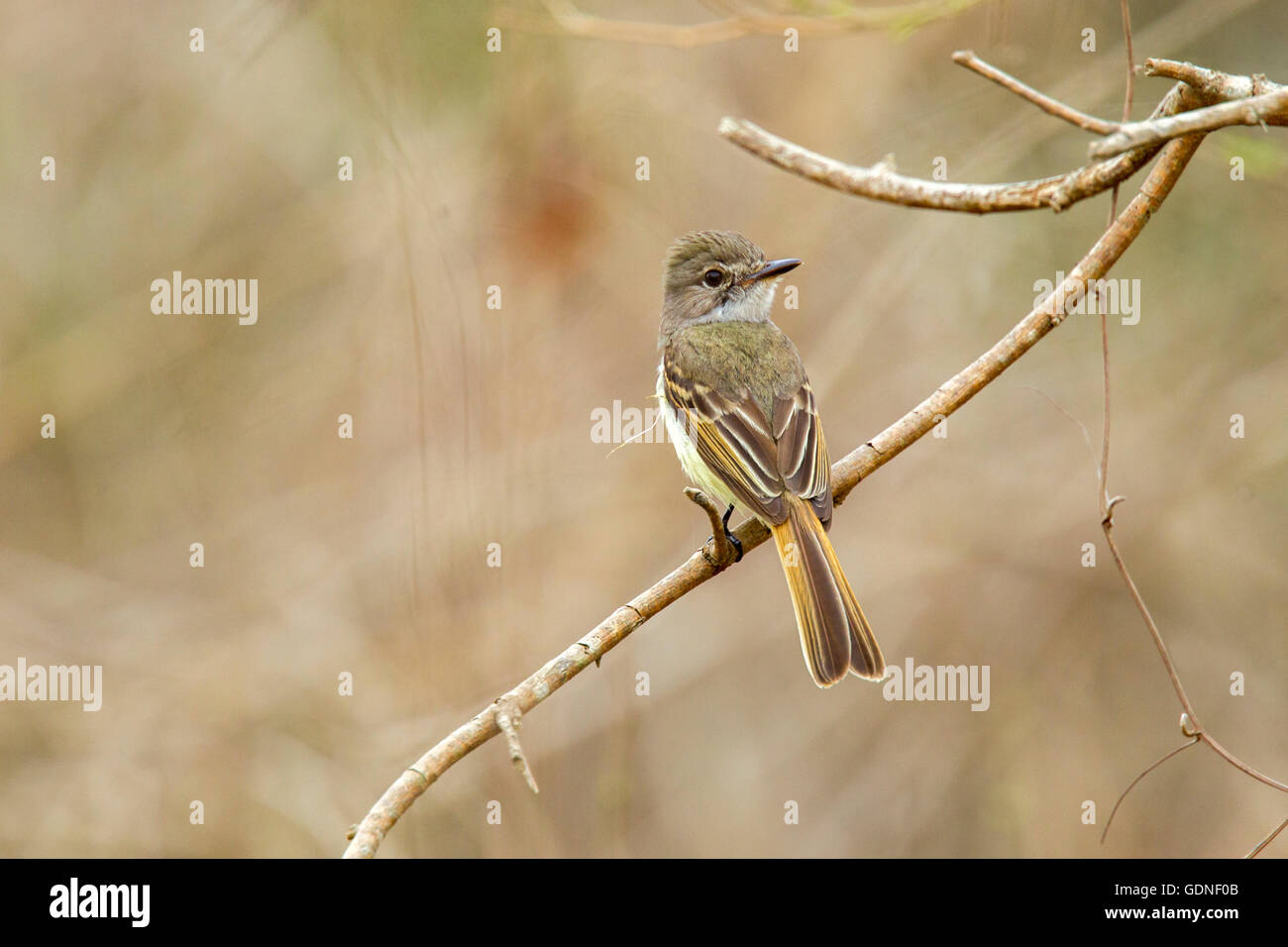 Flammulatus hi-res stock photography and images - Alamy