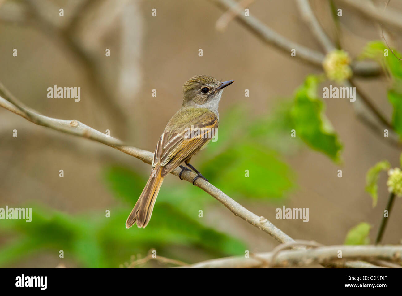 Flammulatus hi-res stock photography and images - Alamy