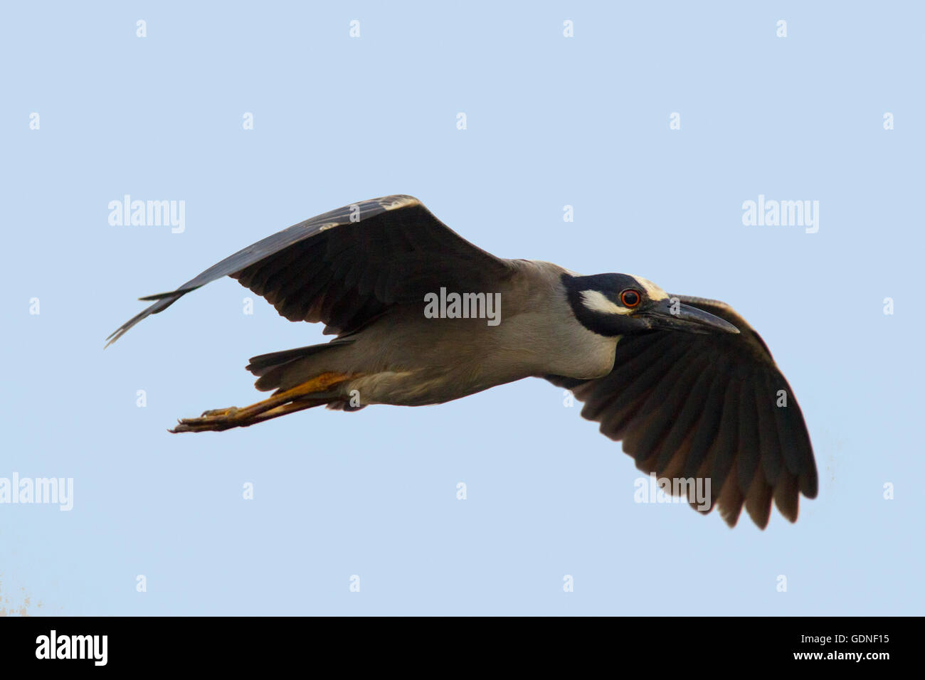 Yellow-crowned Night-Heron Nyctanassa violaceus San Blas, Nayarit ...