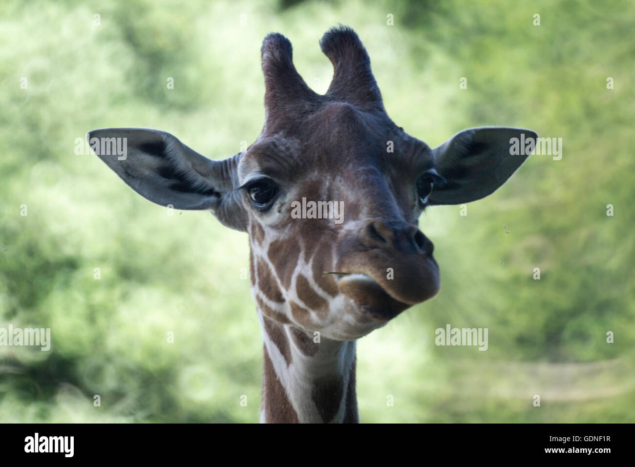 Giraffe wildlife africa hi-res stock photography and images - Alamy