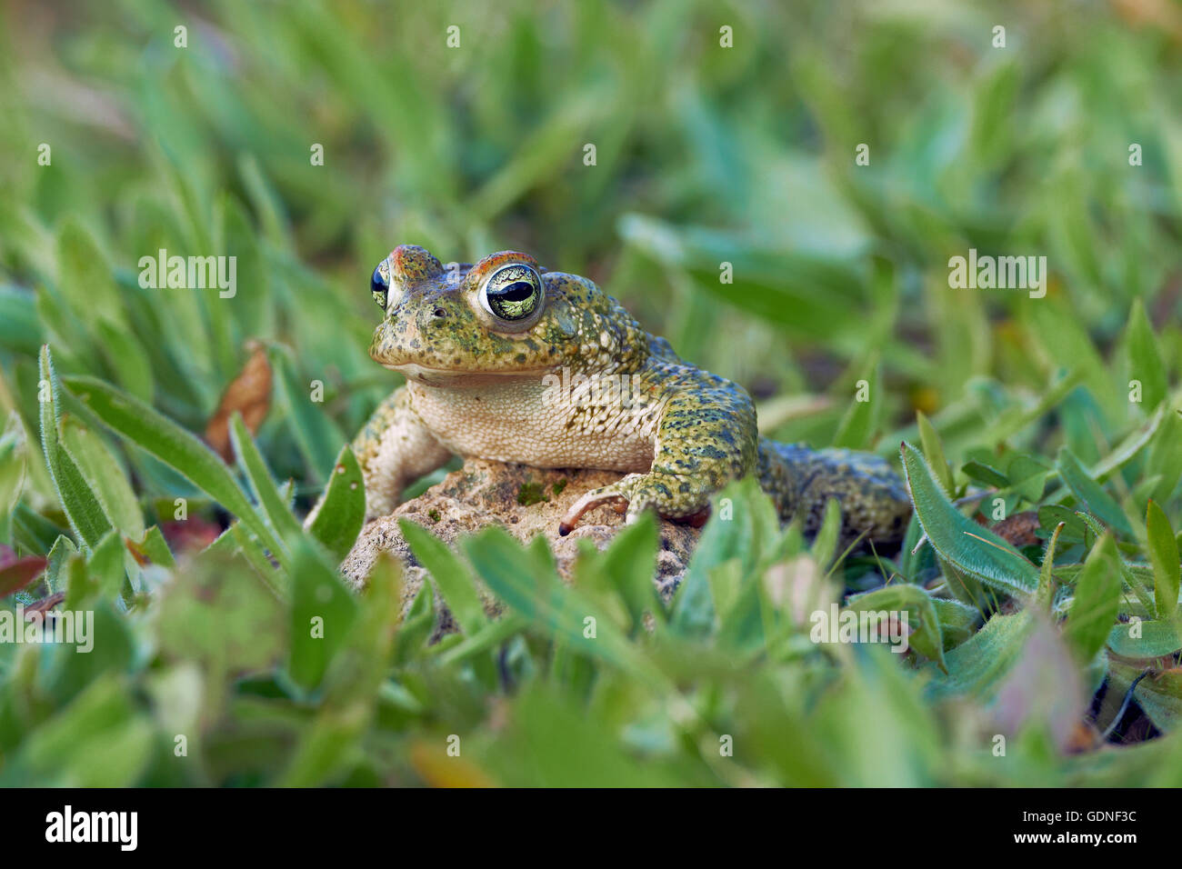 Sapo Corredor, Natterjack Toad, Bufo calamita, Benalmadena, Malaga ...